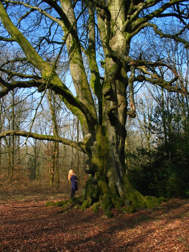 In the Wooded Footsteps of the Conqueror