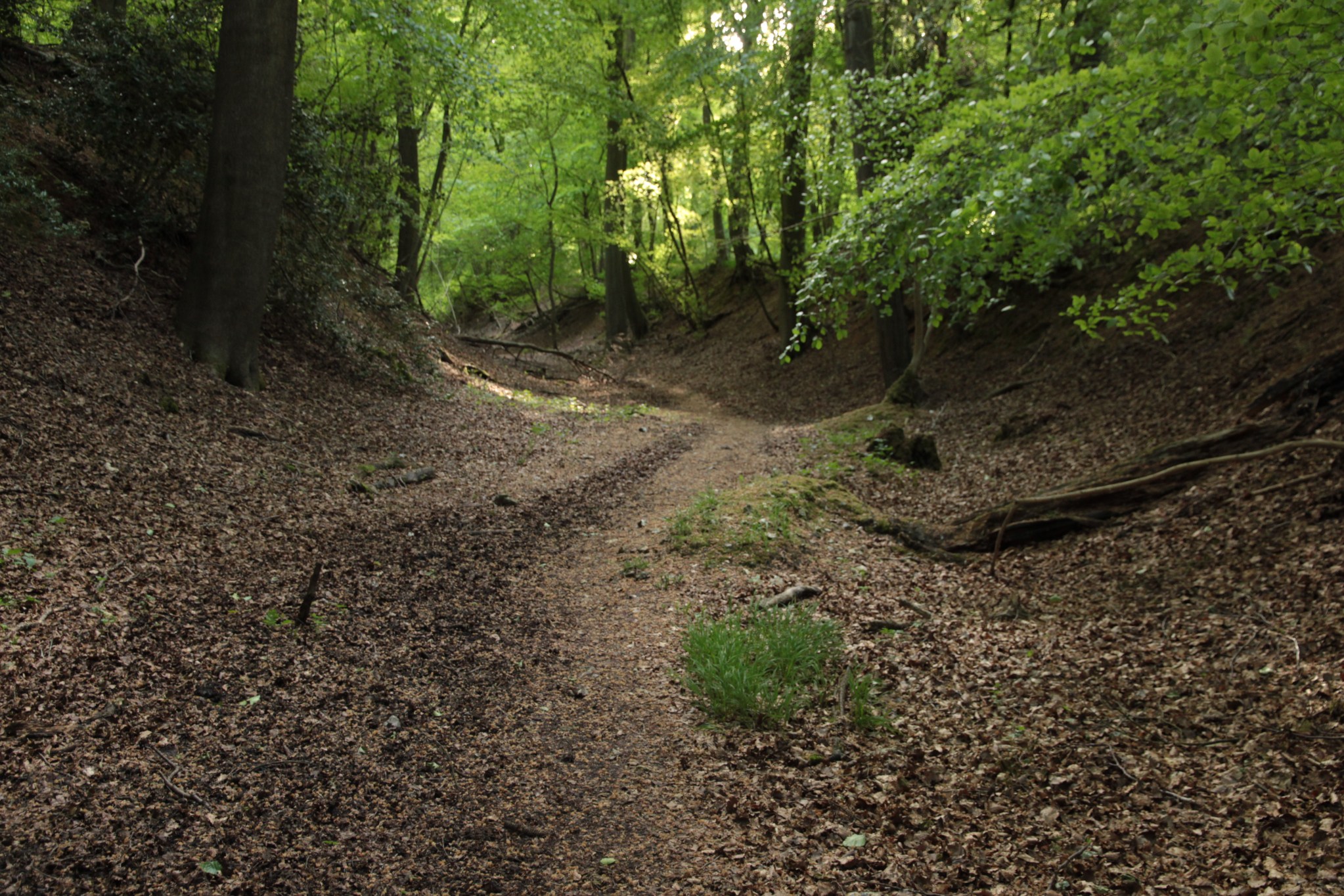 In Praise of Hollow Ways