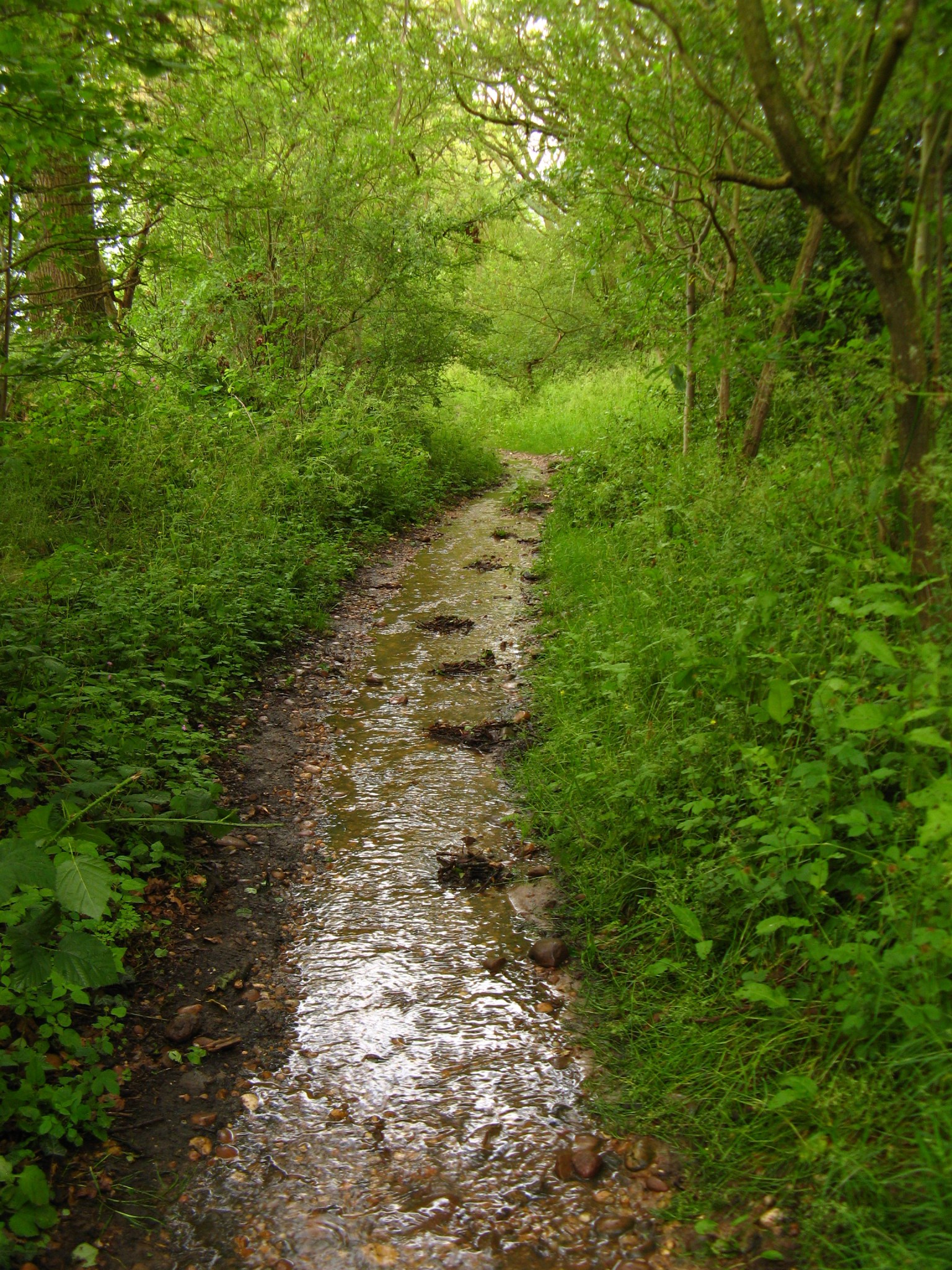 In Praise of Hollow Ways