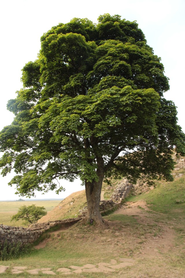 Elegy for the Sycamore